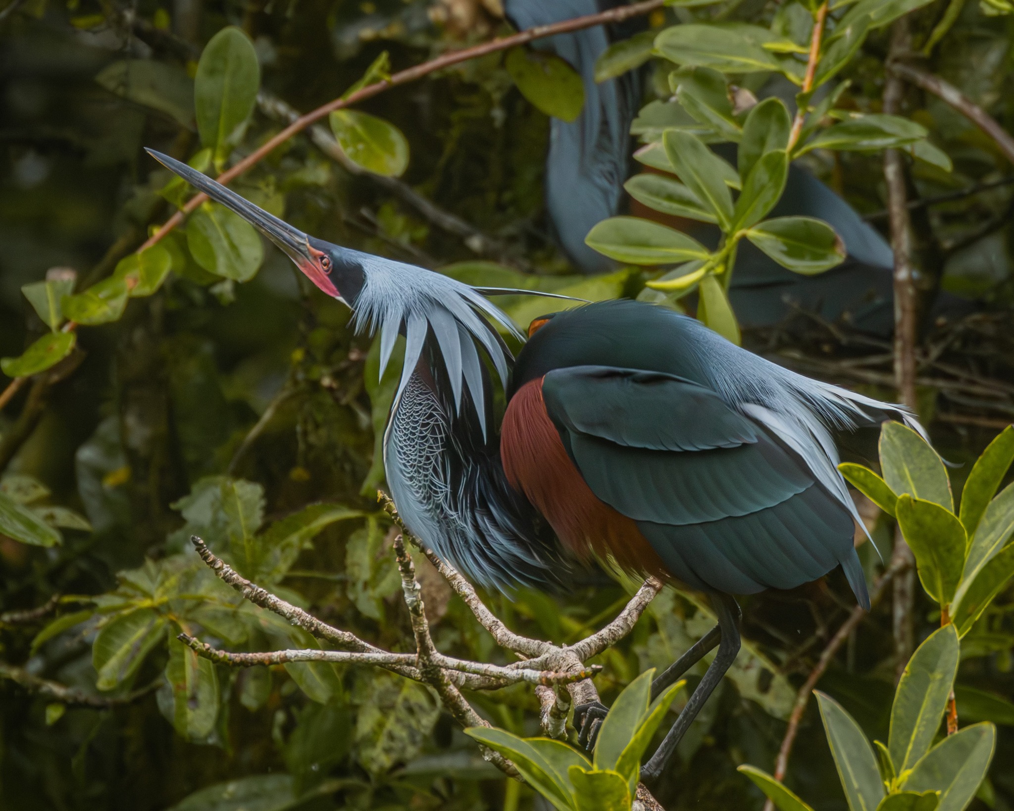 Agami Heron.