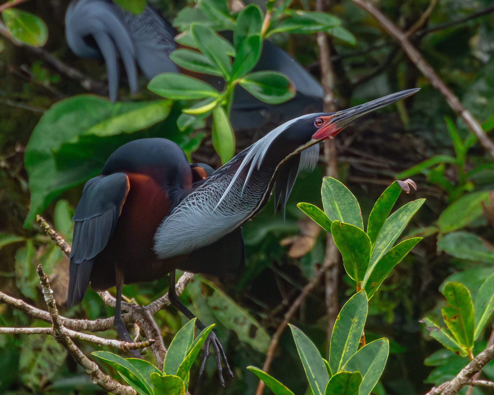 Agami Heron.