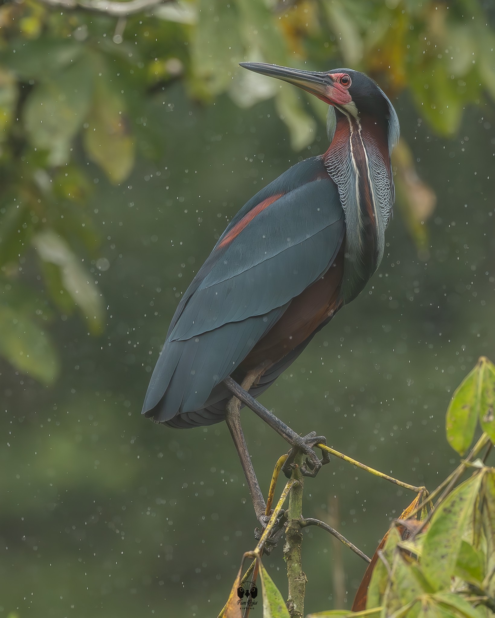 Agami Heron.