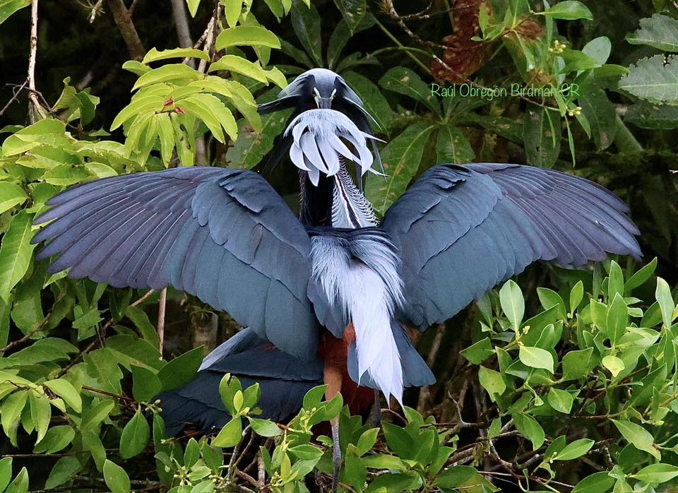Agami Heron.