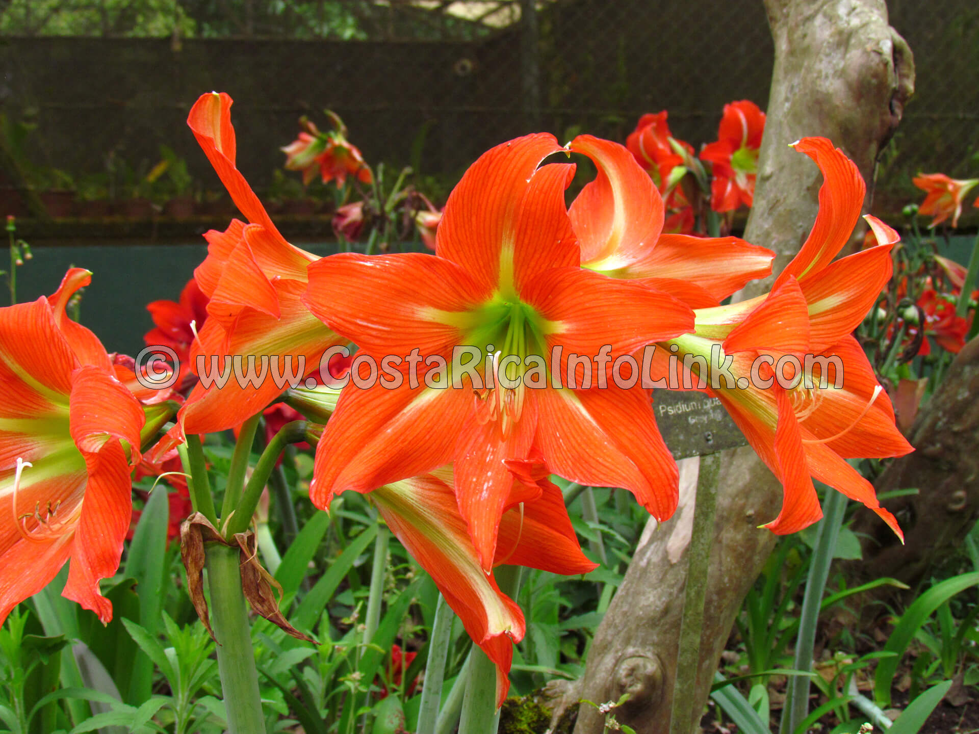 Jardín Botánico Lankester Costa Rica - Horario, Fotos, Dirección, Bus