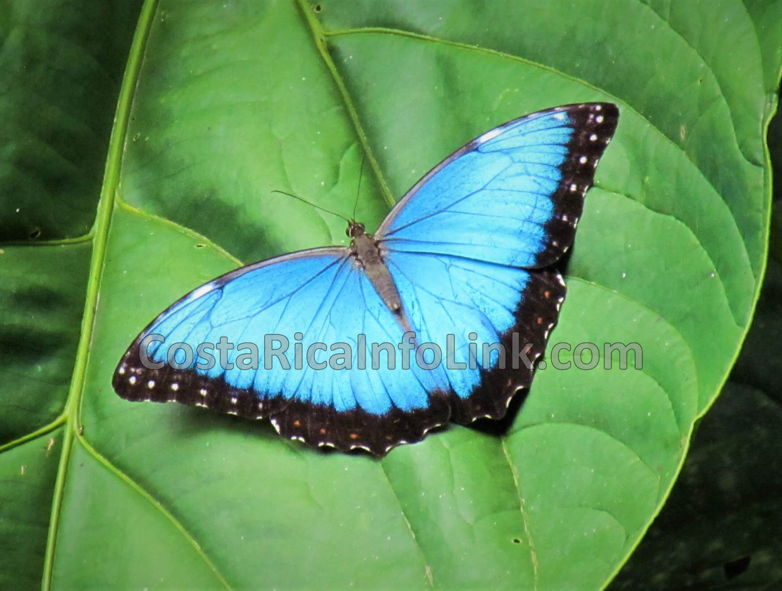 Mariposa Morpho, Símbolo Nacional de Costa Rica - Costa Rica